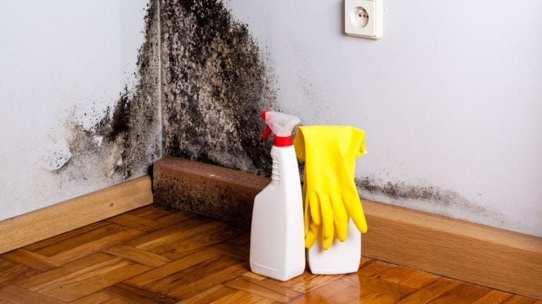 The Cost of Delayed Mould Remediation in Southeast Asia