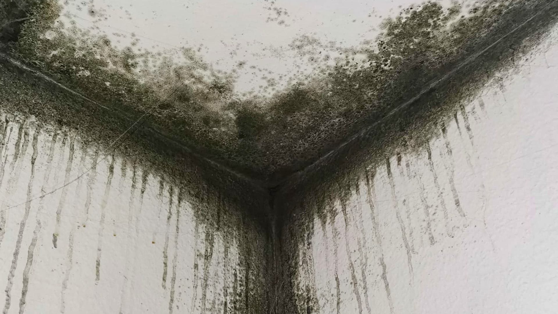 Black Mould Health Risks After Floods: What Firms Need to Know