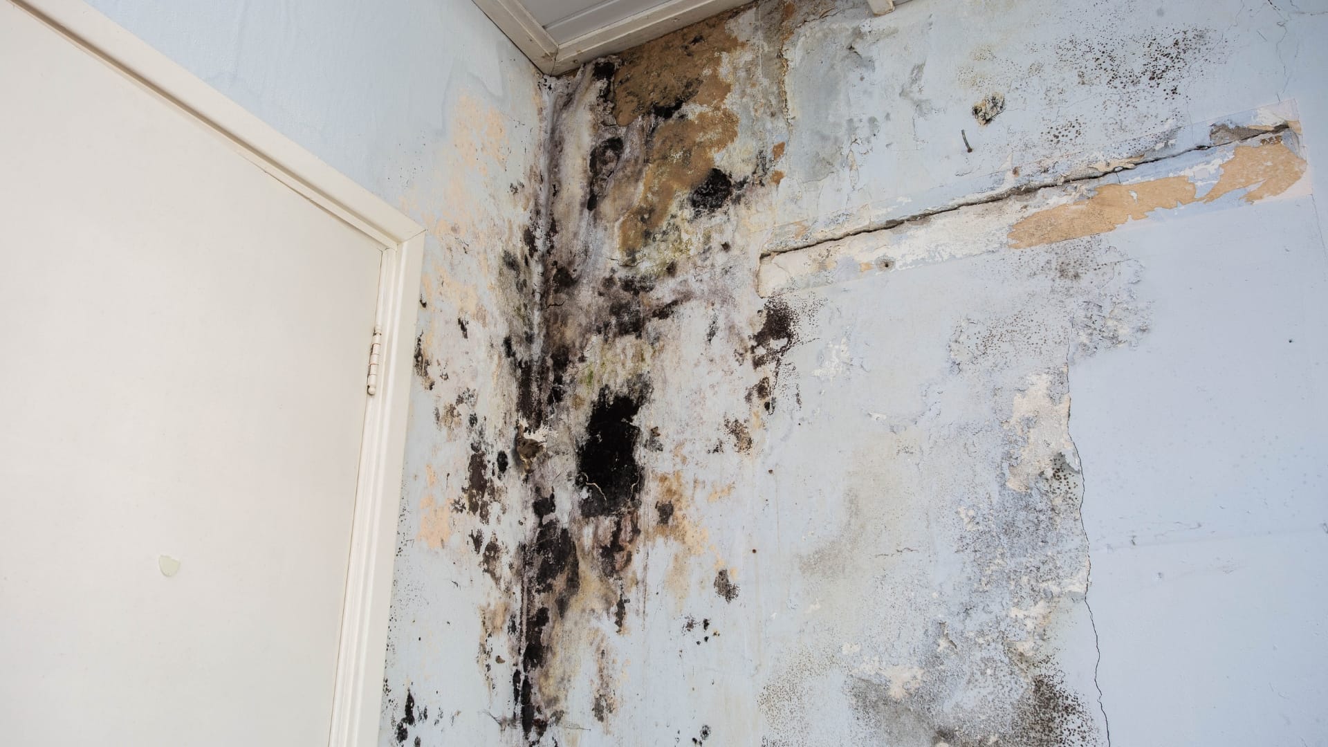 Mould Life Cycle in Singapore: Risks for Commercial Buildings